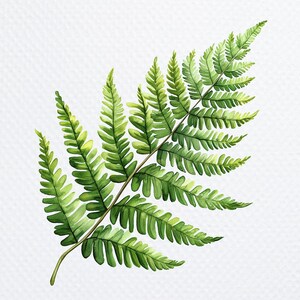12 Forest Fern Leaves PNG Bundle, Printable Watercolor Fern Clipart for ...