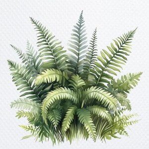 12 Forest Fern Leaves PNG Bundle, Printable Watercolor Fern Clipart for ...