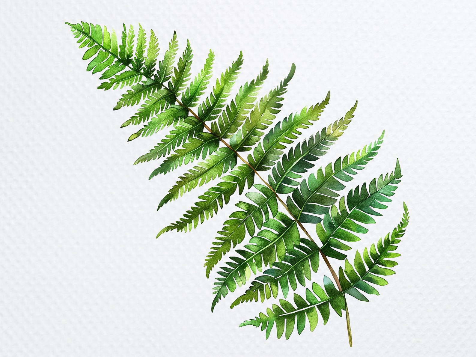 12 Forest Fern Leaves PNG Bundle, Printable Watercolor Fern Clipart for ...