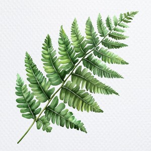 12 Forest Fern Leaves PNG Bundle, Printable Watercolor Fern Clipart for ...