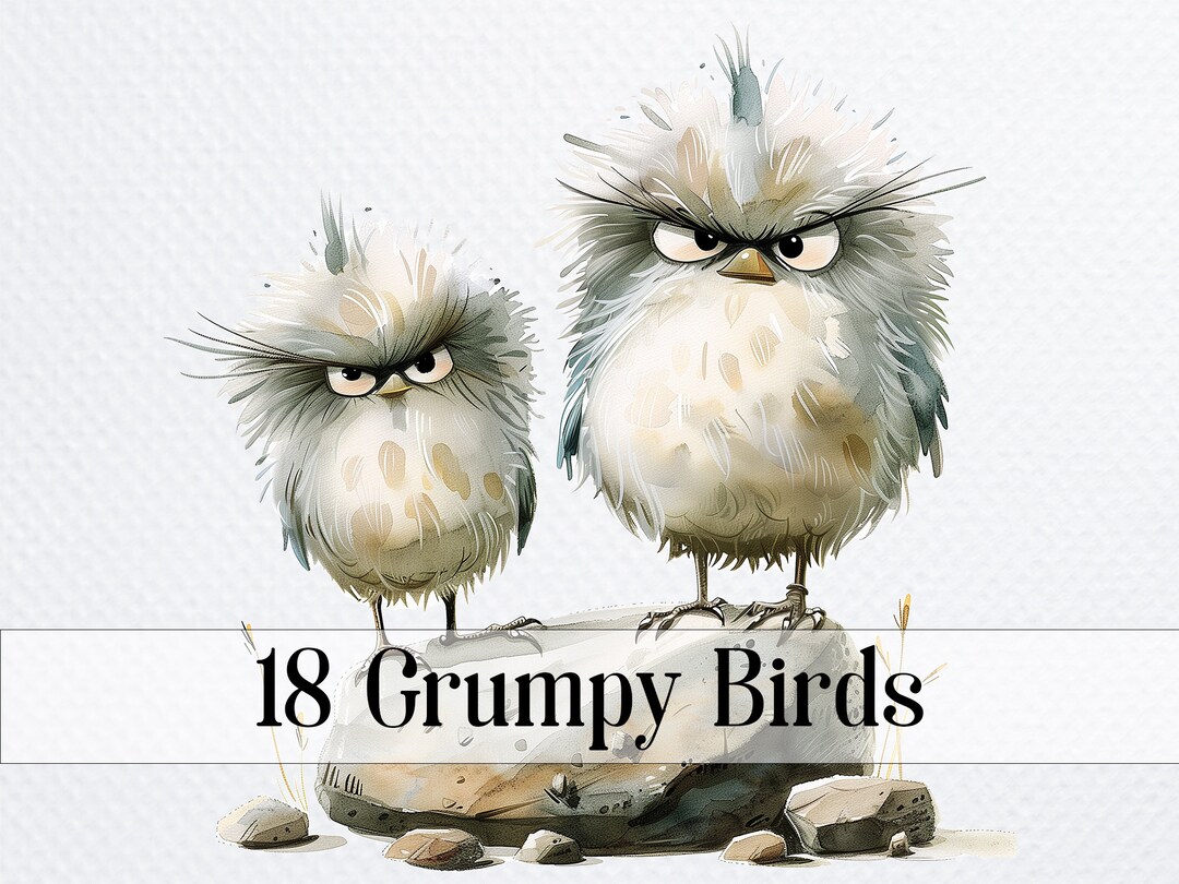 18 Grumpy Birds Png Clipart, Cute Fluffy Birds Png Sublimation ...