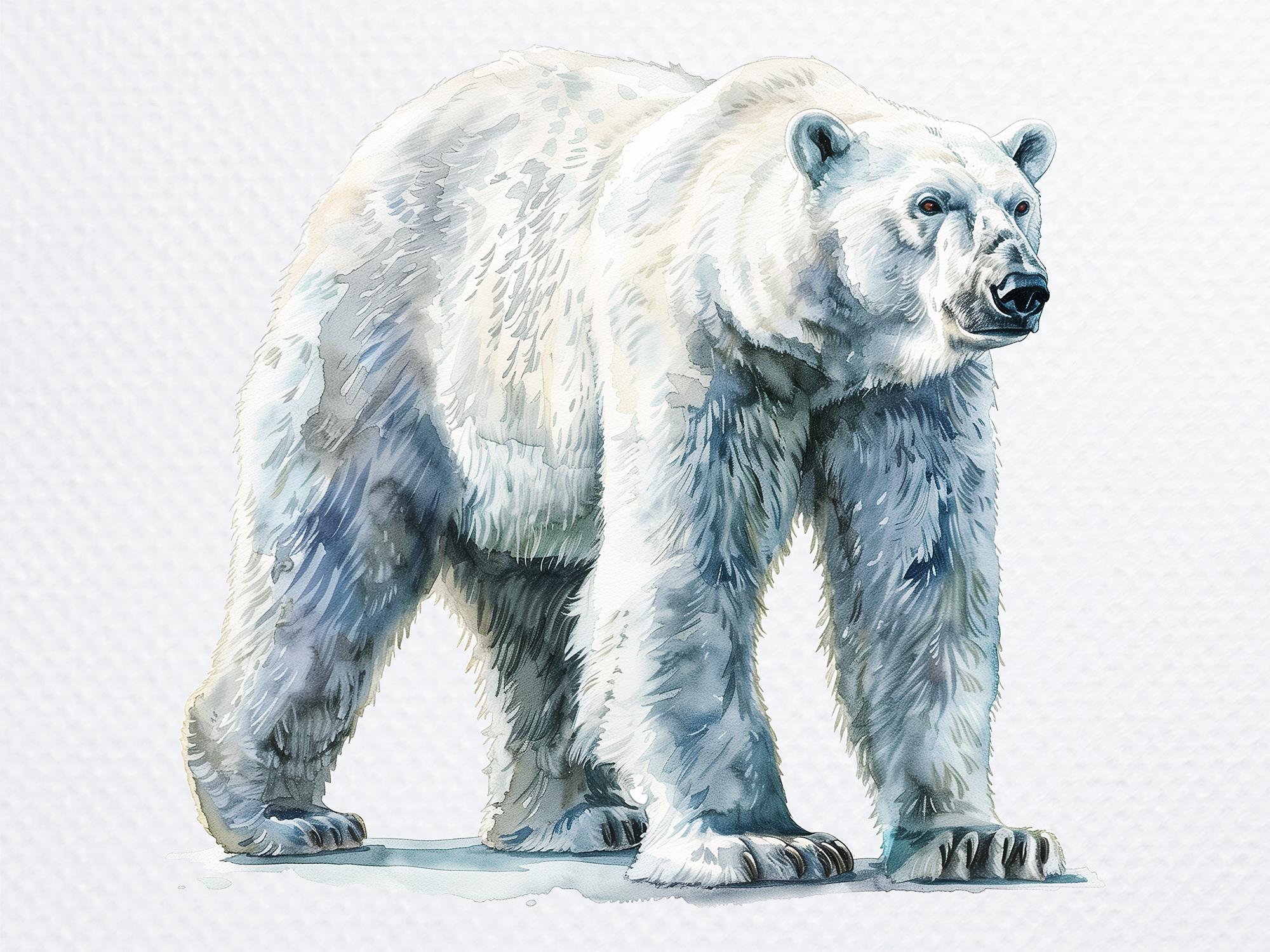 10 Polar Bear PNG Clipart Bundle, Printable Watercolor Sublimation ...