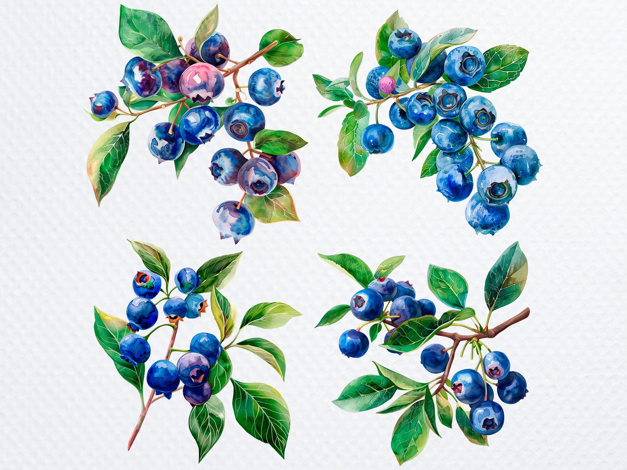 16 Blueberry PNG Clipart, Printable Watercolor Blueberry for ...