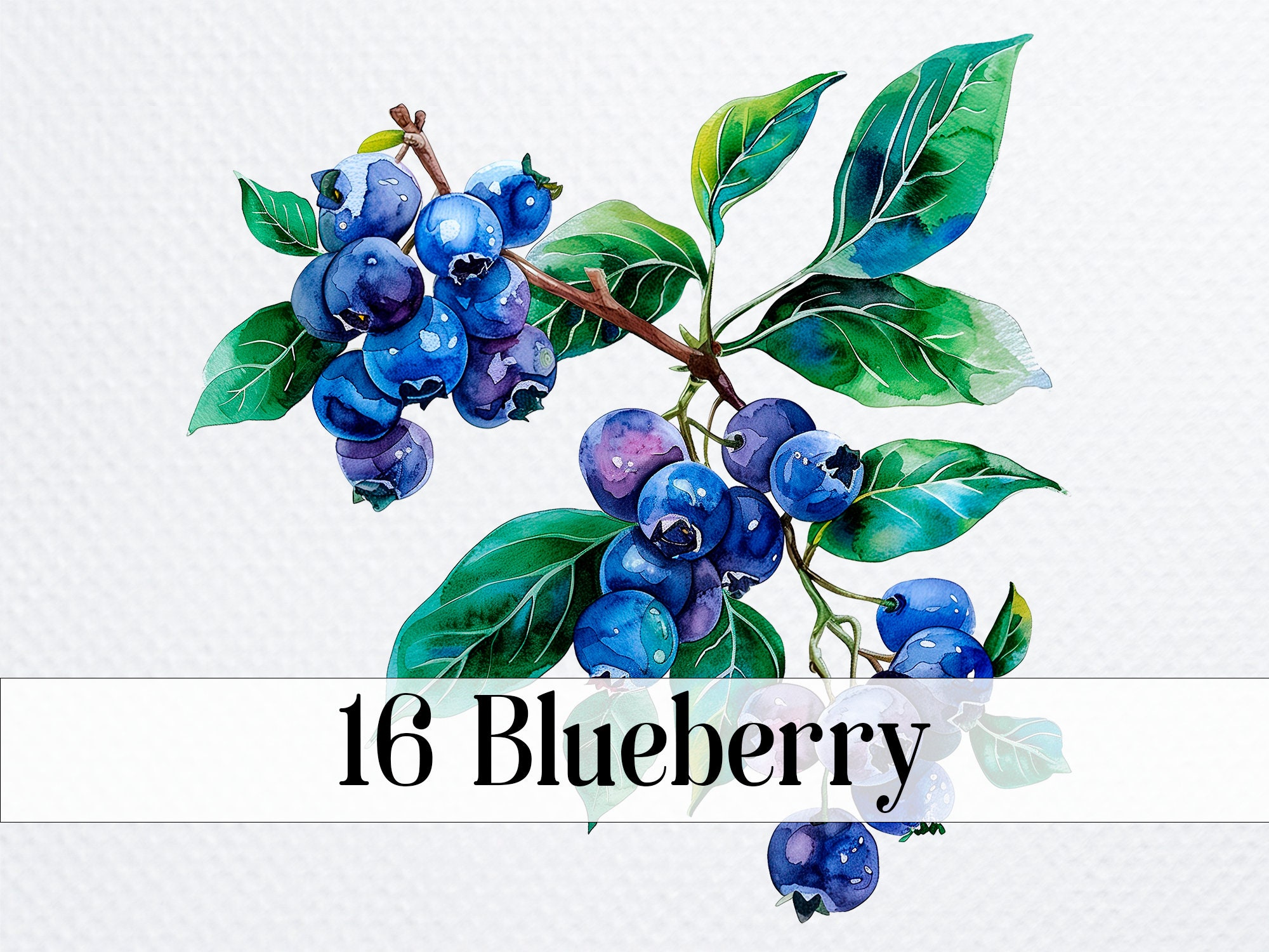 16 Blueberry PNG Clipart, Printable Watercolor Blueberry for ...