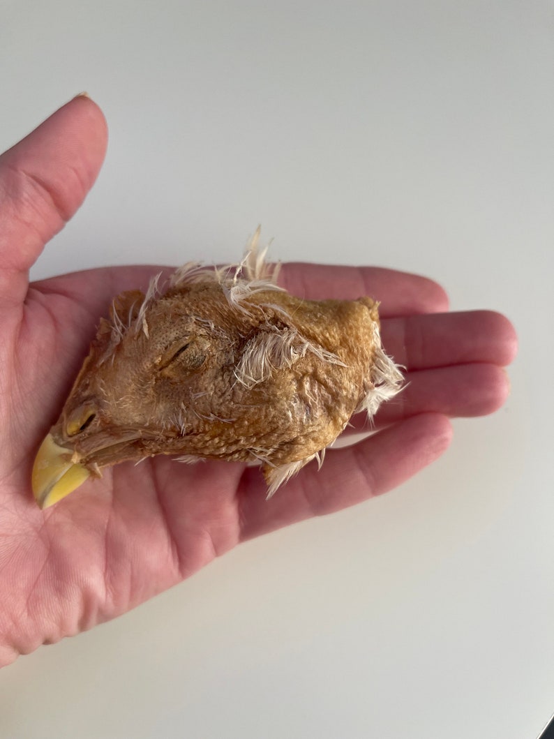 Freeze Dried Raw Chicken Heads - Pet Treats - Etsy