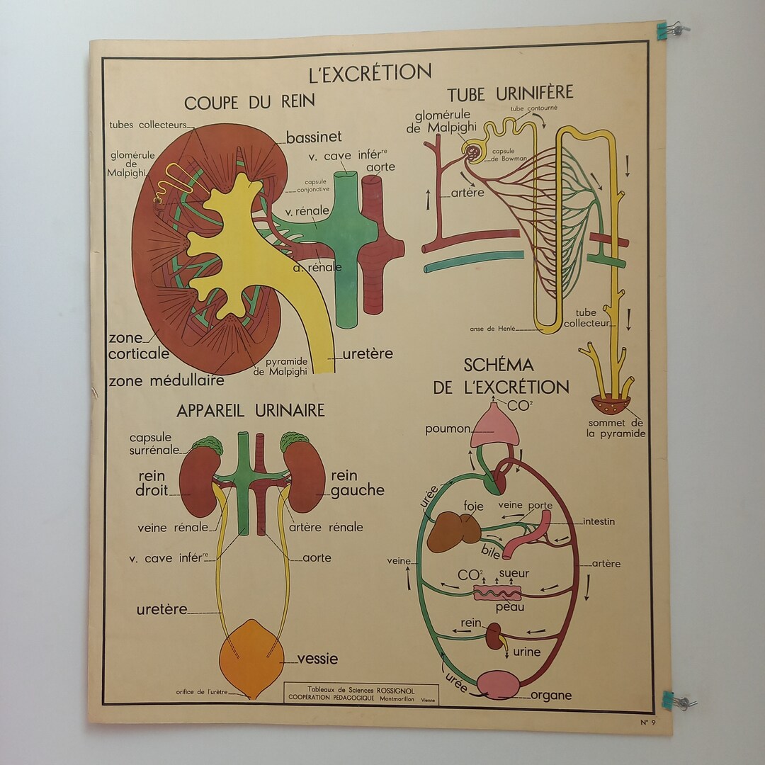 Educational, School Poster ROSSIGNOL Science Table 50s 60s, Excretion ...