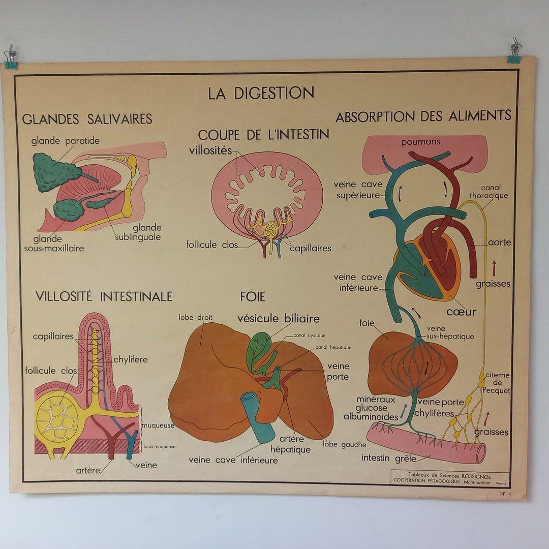 Educational, School Poster ROSSIGNOL Science Table 50s 60s, Teeth ...