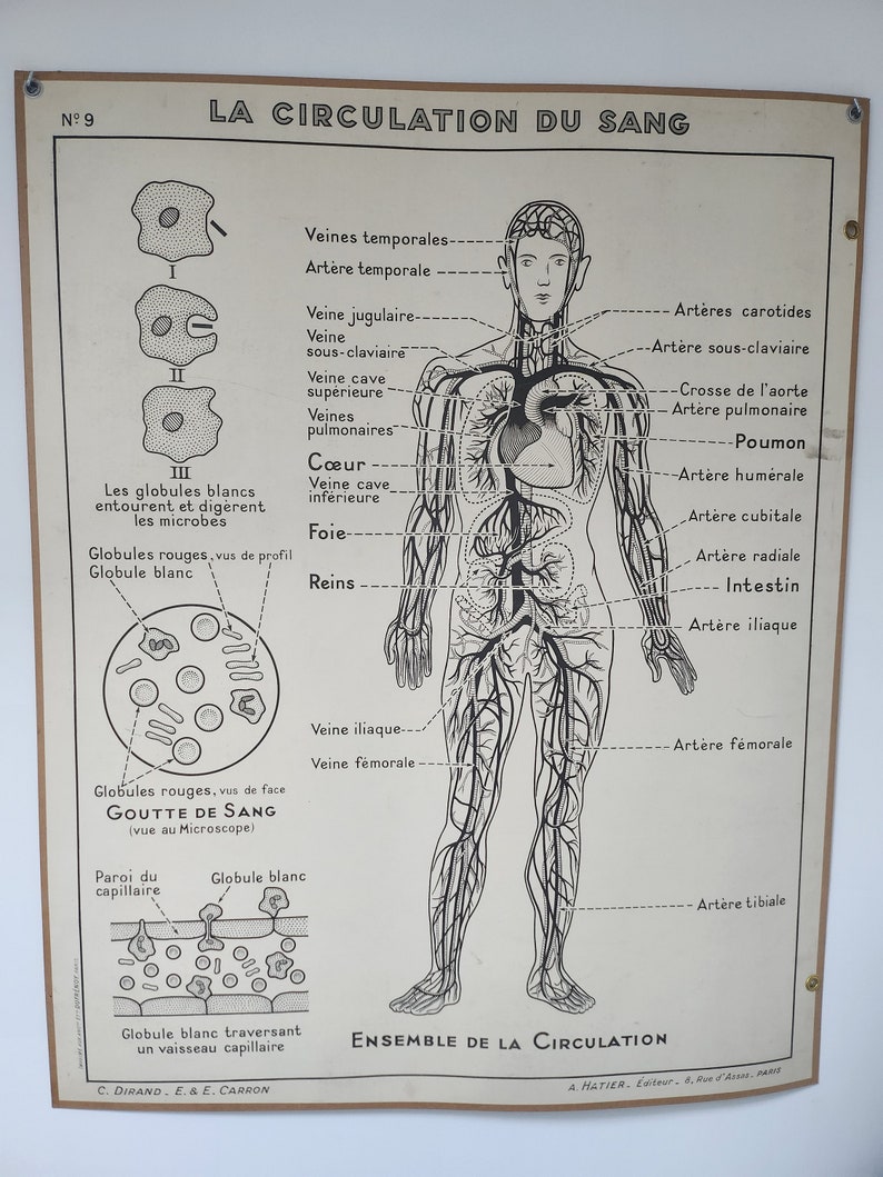 Vintage Educational Poster A. Hatier 9 – Blood Circulation & Vessels ...