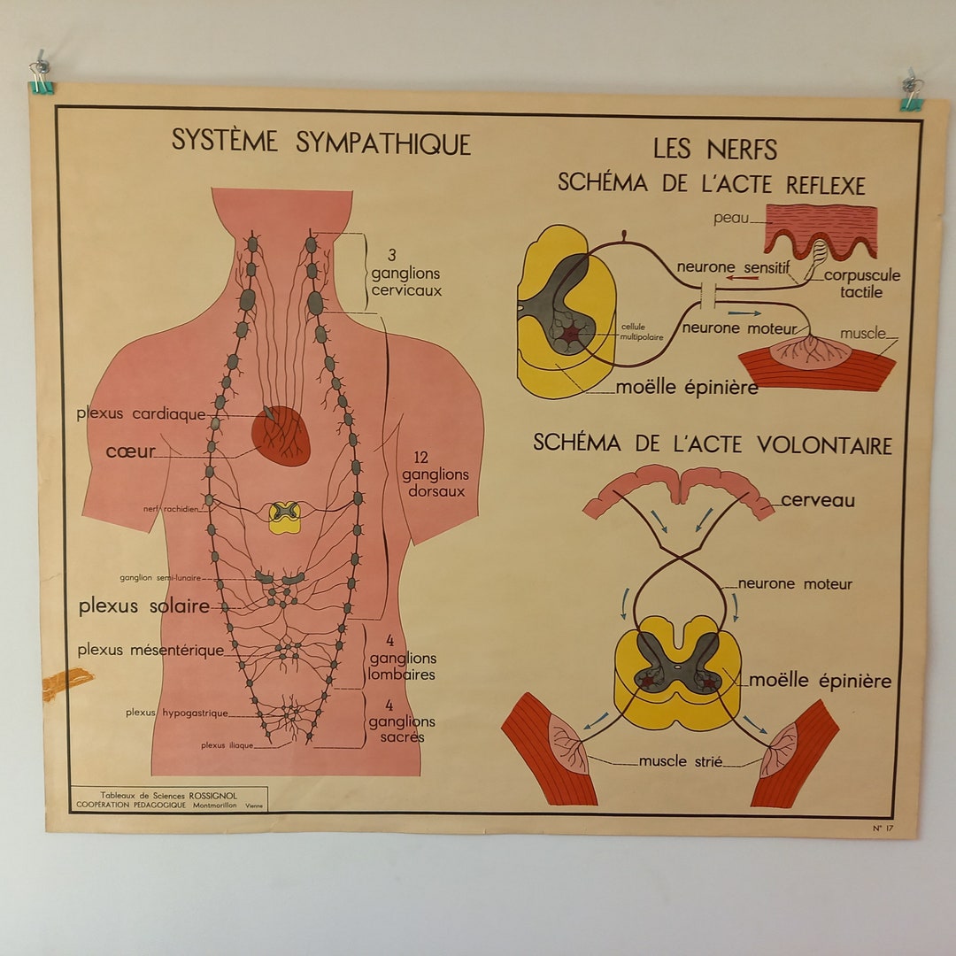 Educational, School Poster ROSSIGNOL Science Chart 1950s 1960s ...