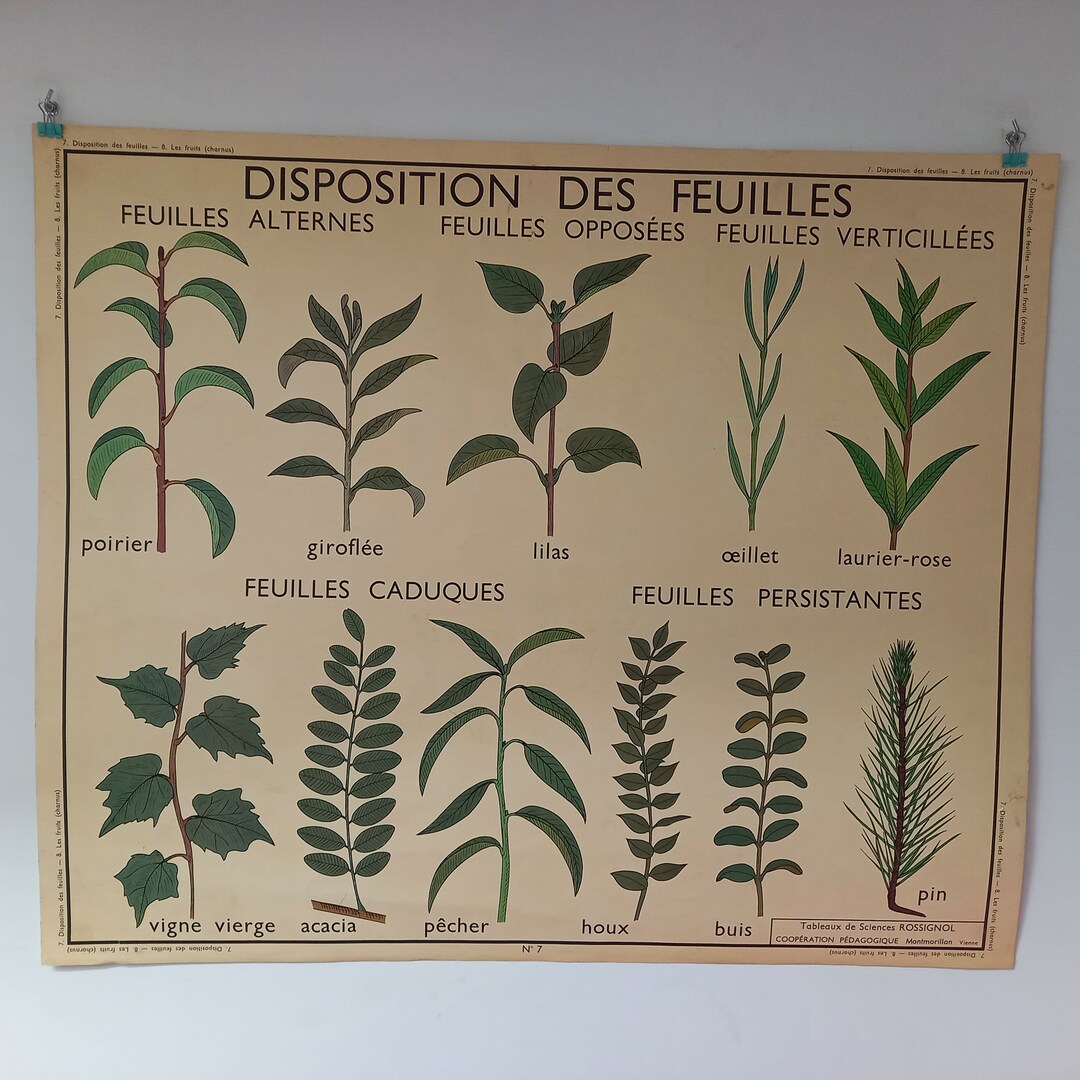 Educational, School Poster ROSSIGNOL Science Table 50s 60s, the ...
