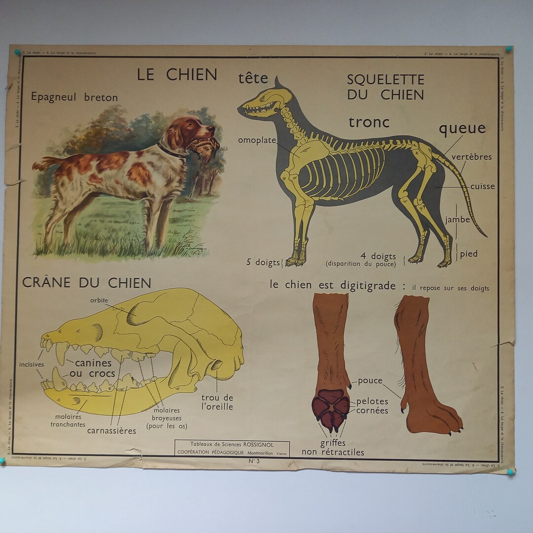 Educational, School Poster ROSSIGNOL Science Table 50s 60s, the Dog the ...