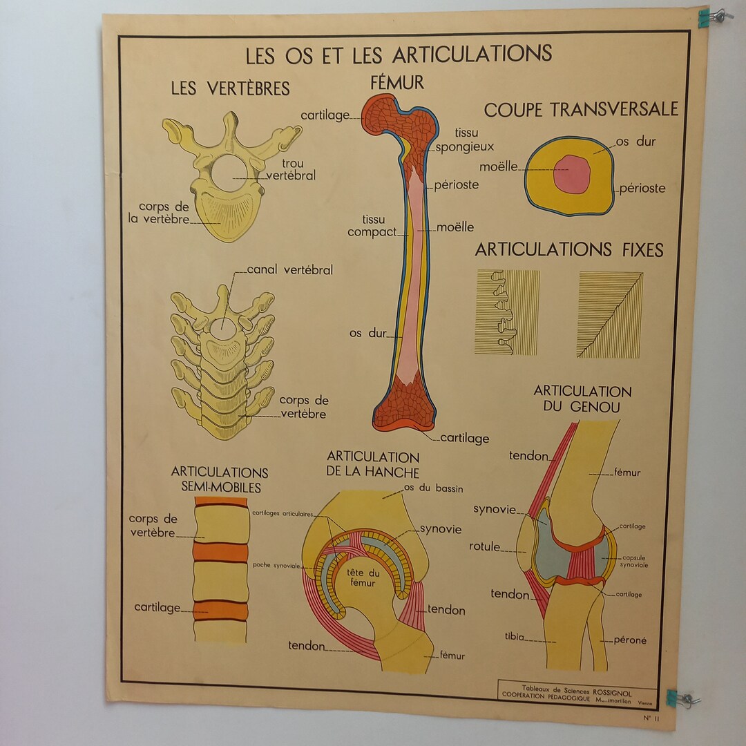 Educational, School Poster ROSSIGNOL Science Table 50s 60s, Bones and ...