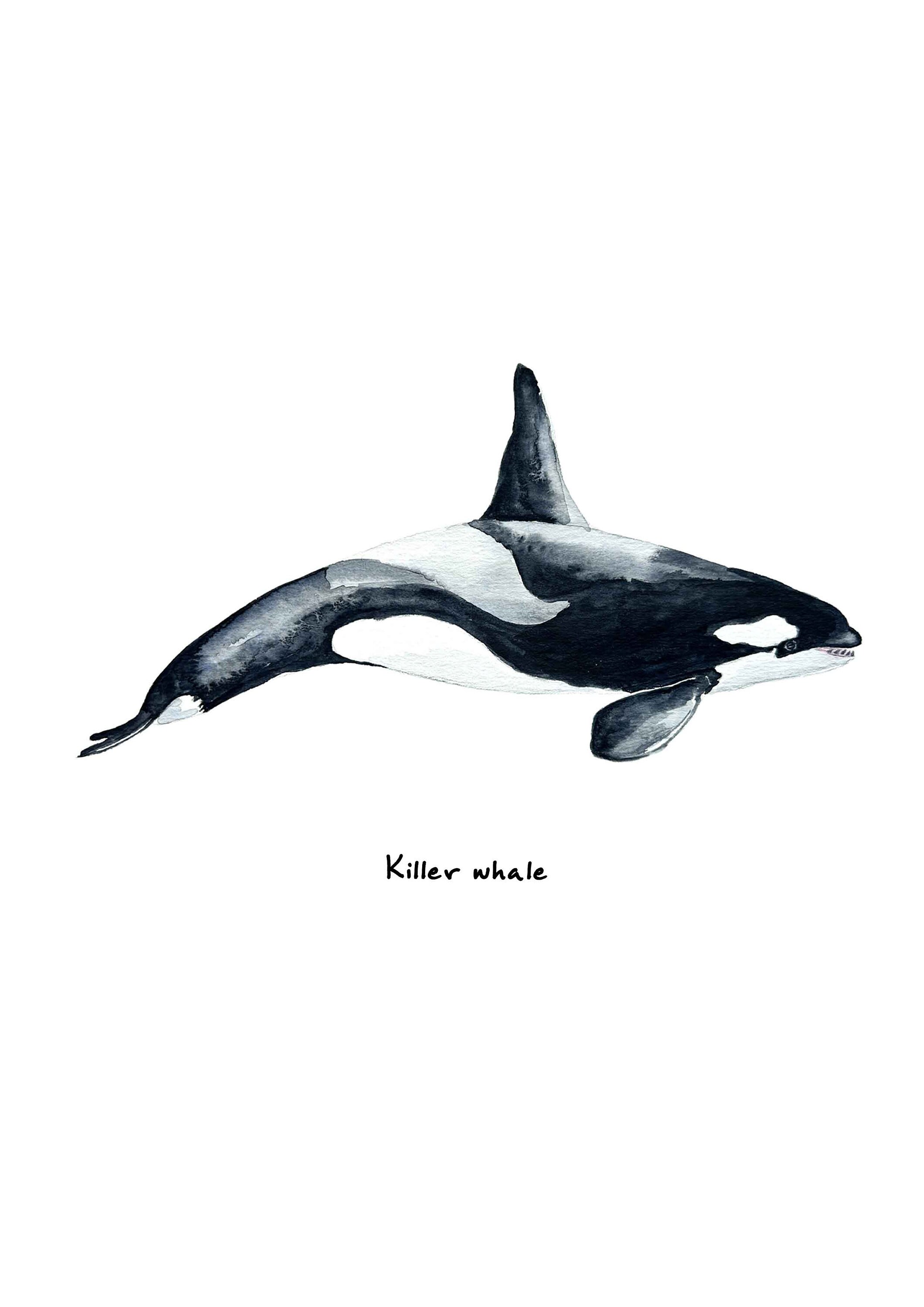 Killer Whale Poster Kids Room Nursery Poster - Etsy