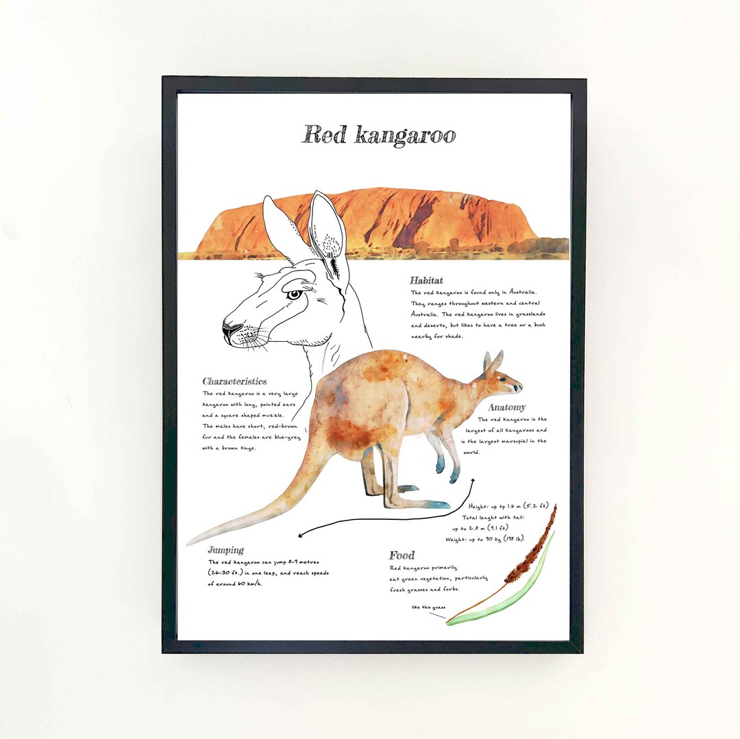 Red Kangaroo Study Poster Kids Room Nursery Poster - Etsy