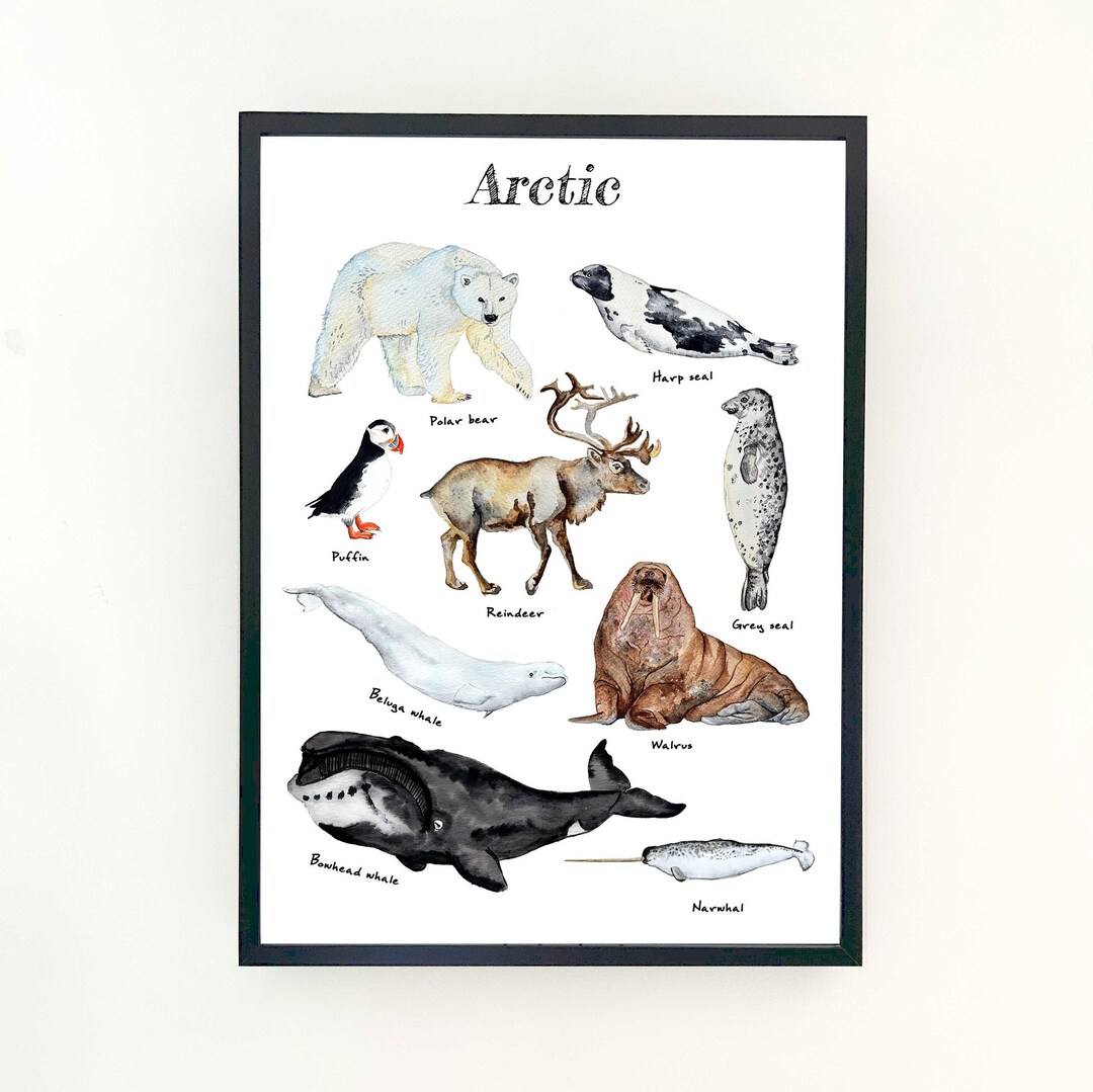 Arctic Animals Kids Room Nursery Poster Whale Seal Polar Bear Puffin - Etsy