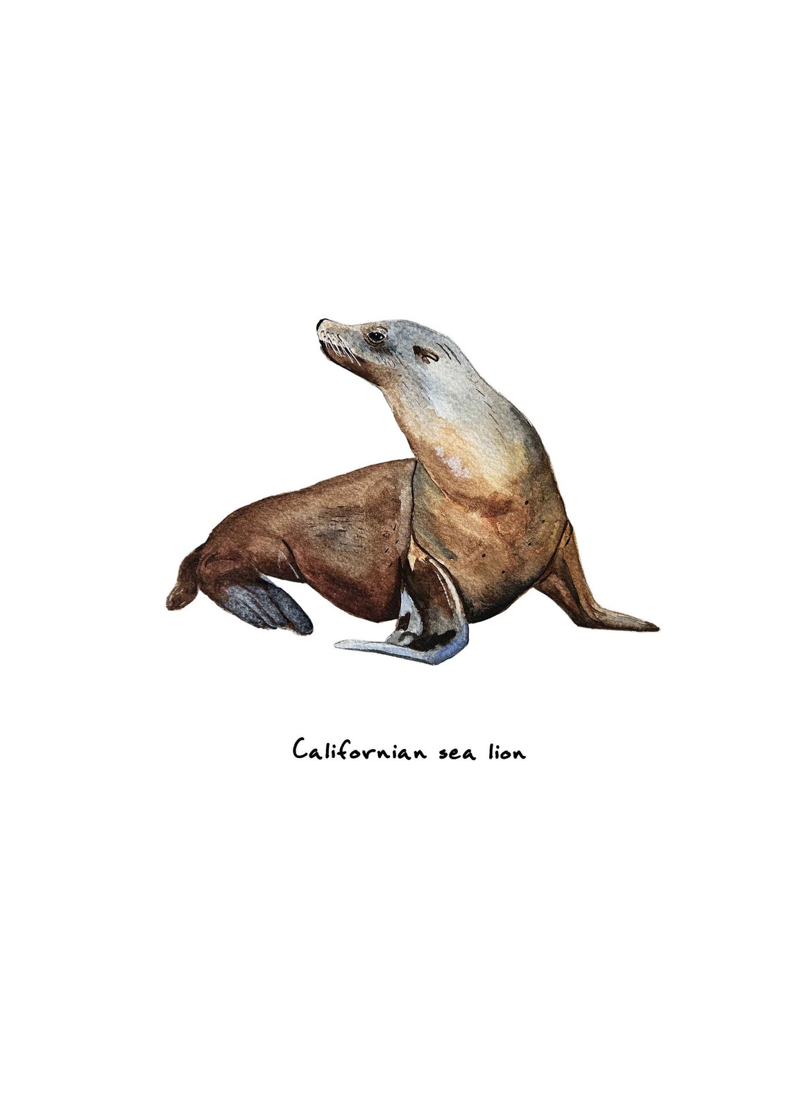 Californian Sea Lion Poster Kids Room Nursery Poster - Etsy