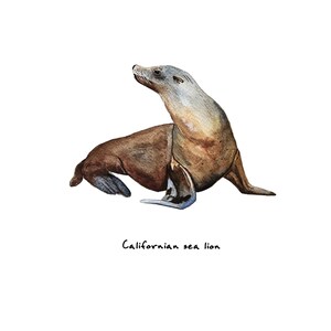 Californian Sea Lion Poster Kids Room Nursery Poster - Etsy