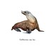 Californian Sea Lion Poster Kids Room Nursery Poster - Etsy