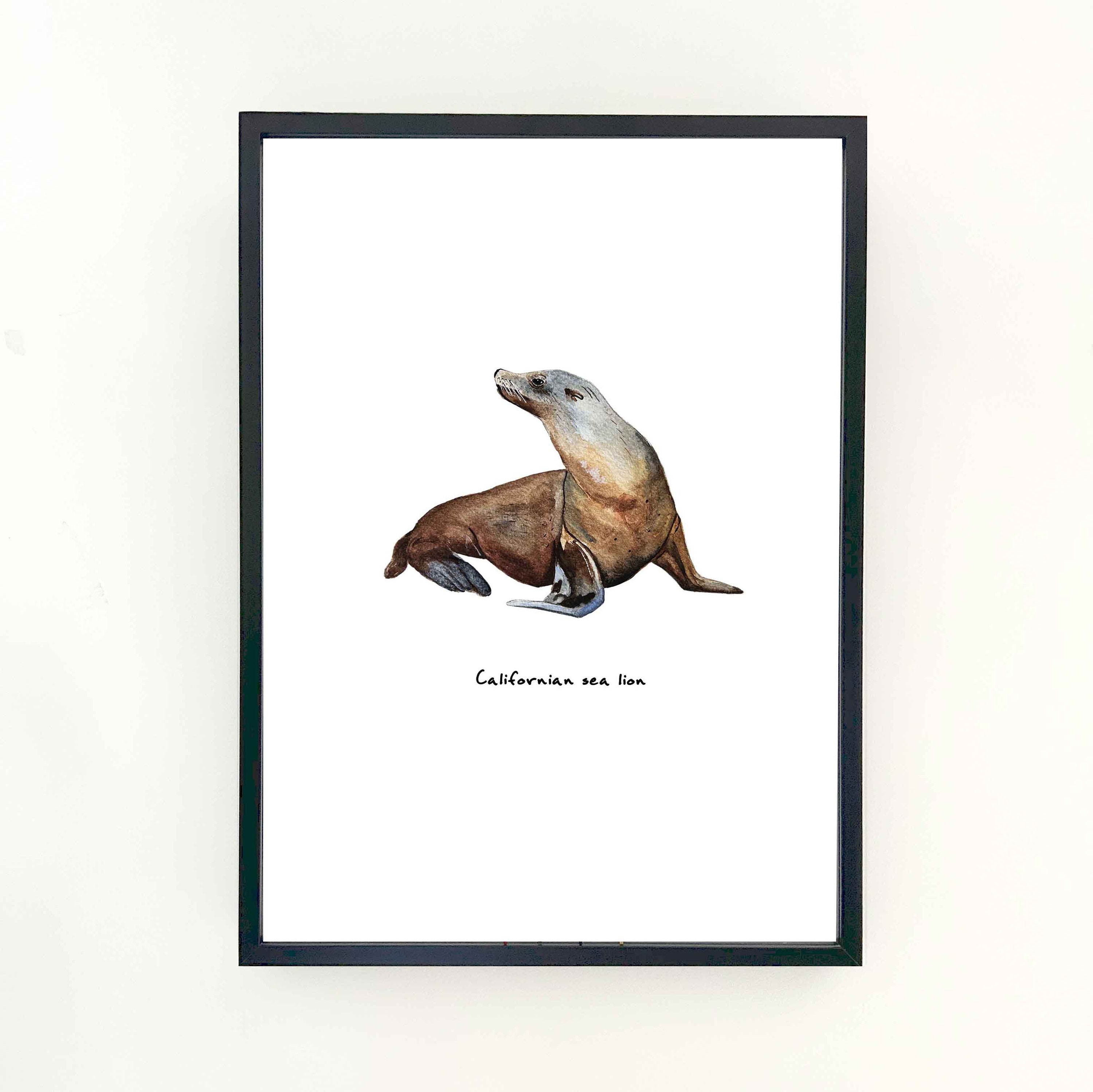 Californian Sea Lion Poster Kids Room Nursery Poster - Etsy