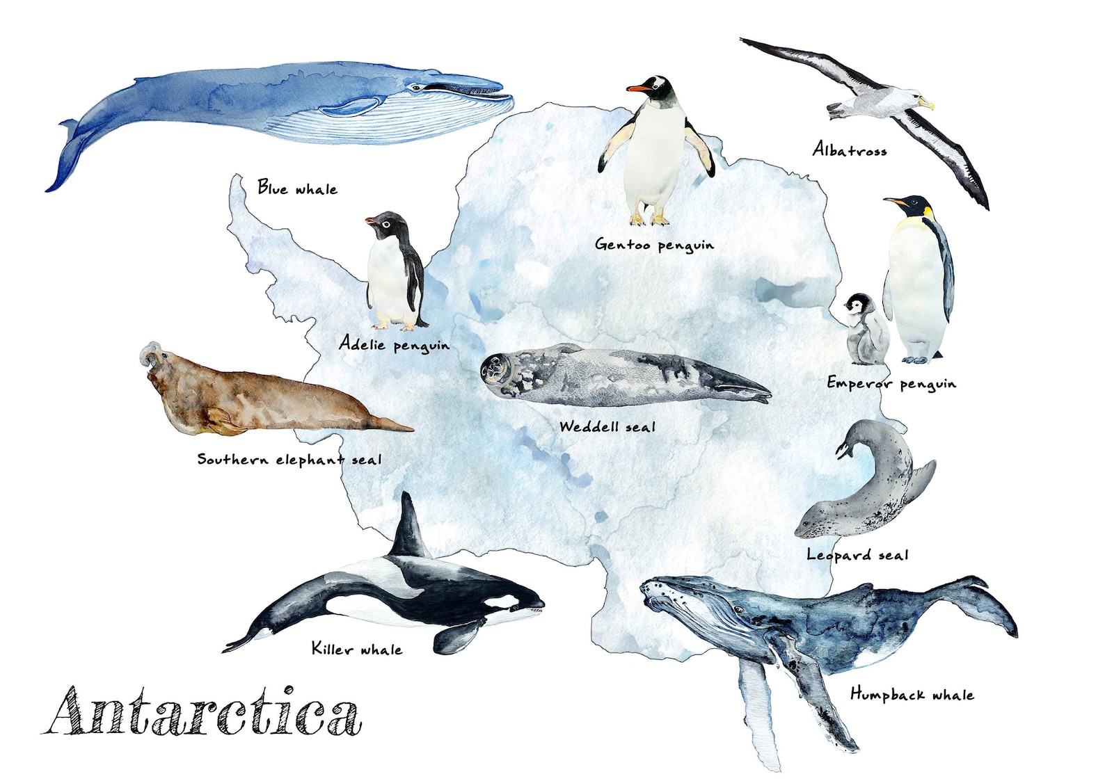 Antarctic Animals Map Kids Room Nursery Poster Whale Seal Penguin - Etsy