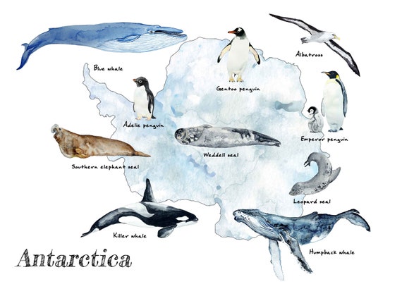 Antarctic Animals For Kids