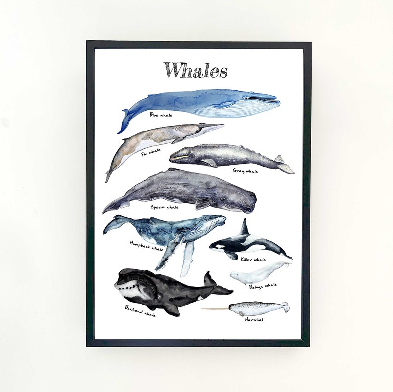 Downloadable Printable Whales Animals Kids Room Nursery Poster - Etsy