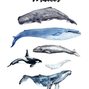 Downloadable Printable Whales Poster - Etsy
