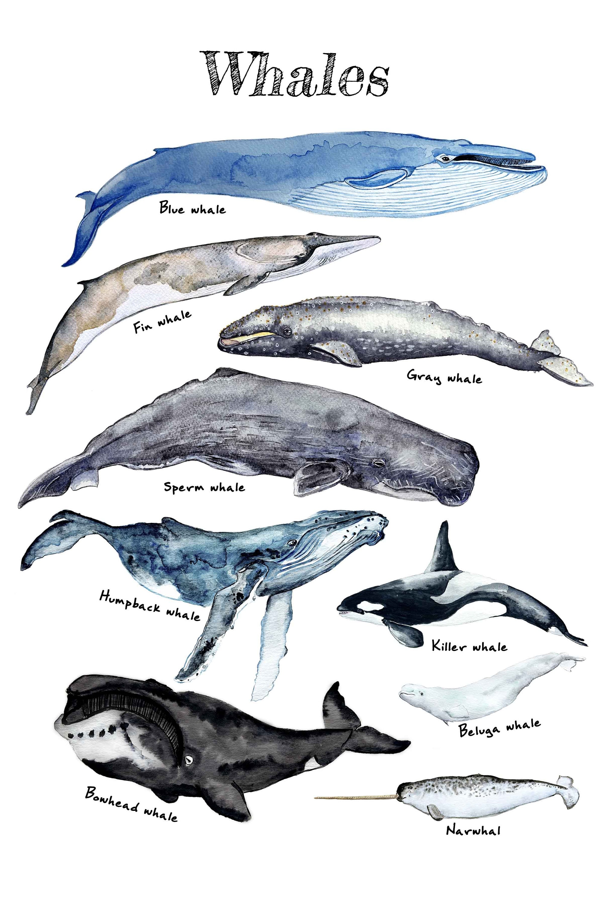 Downloadable Printable Whales Animals Kids Room Nursery Poster - Etsy