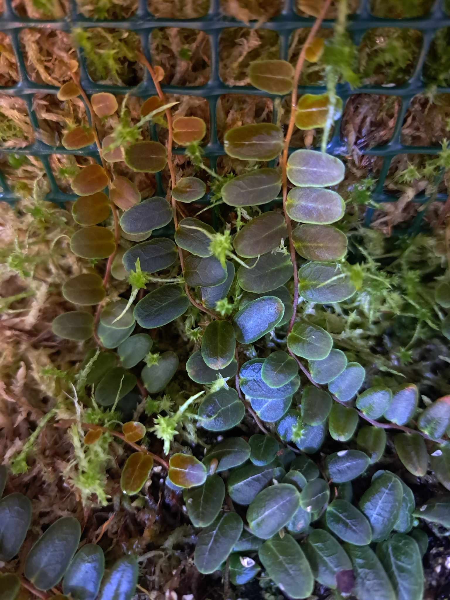 Marcgravia sp. Melon - Etsy France