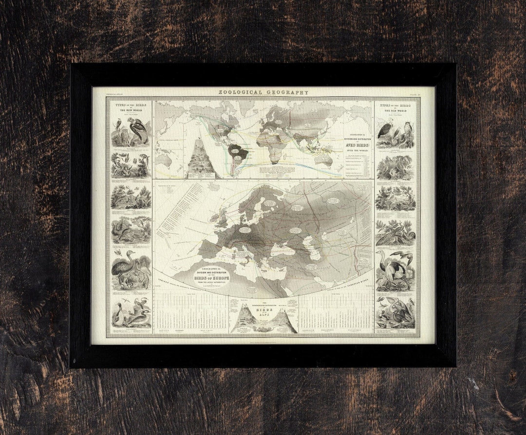 Old Zoological Europe Map, 1856 Antique Style Vintage Map of Europe ...