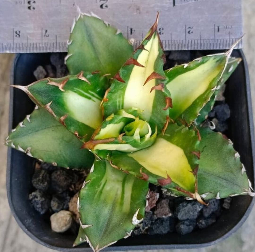 Agave Titanota 'Solar Eclipse' Agave Titanota MP - Etsy France