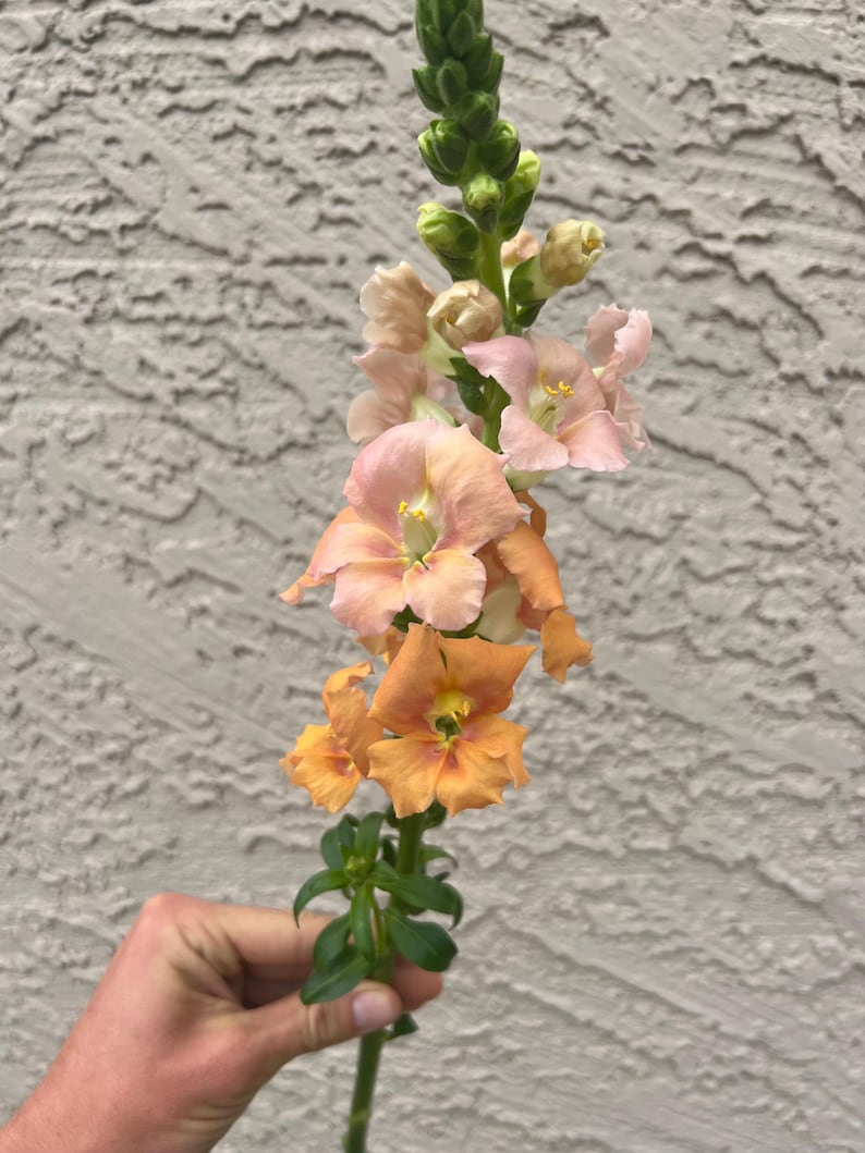 Snapdragon Chantilly 'salmon' Seeds - Etsy