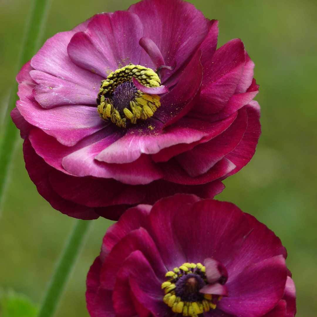 Ranunculus Tecolote Purple - Etsy