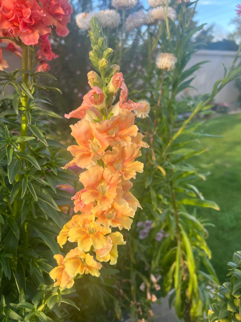 Snapdragon Chantilly 'salmon' Seeds - Etsy