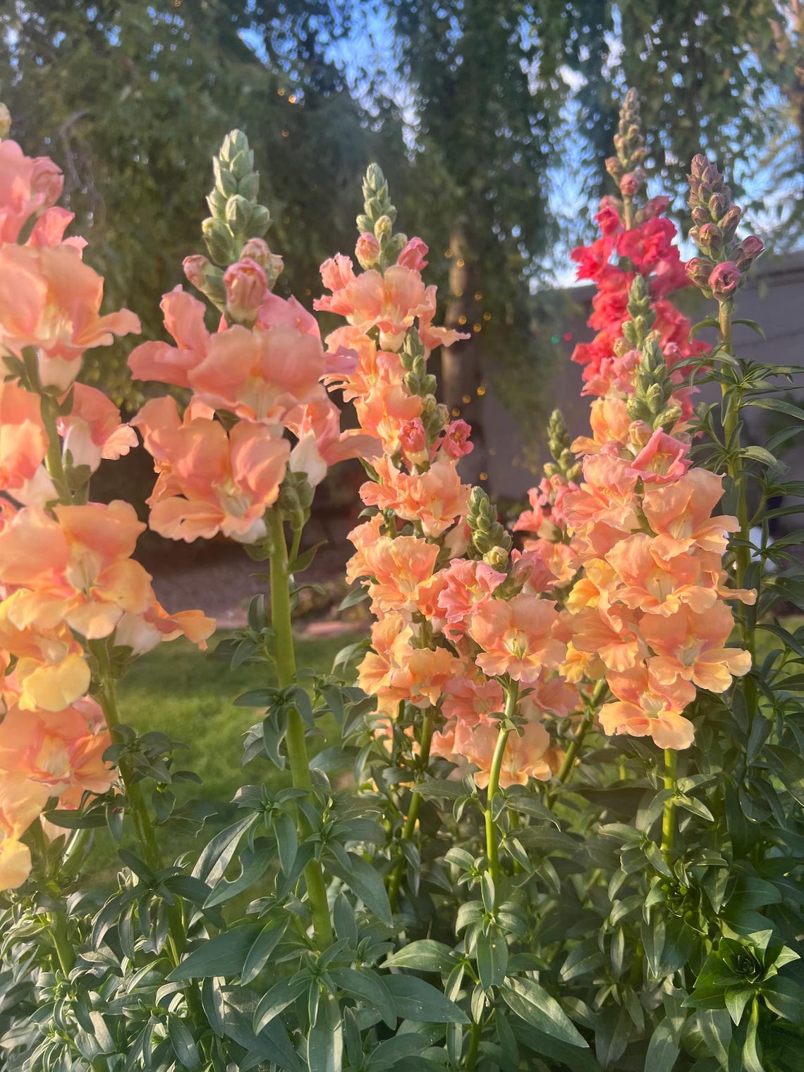 Snapdragon Chantilly 'salmon' Seeds - Etsy