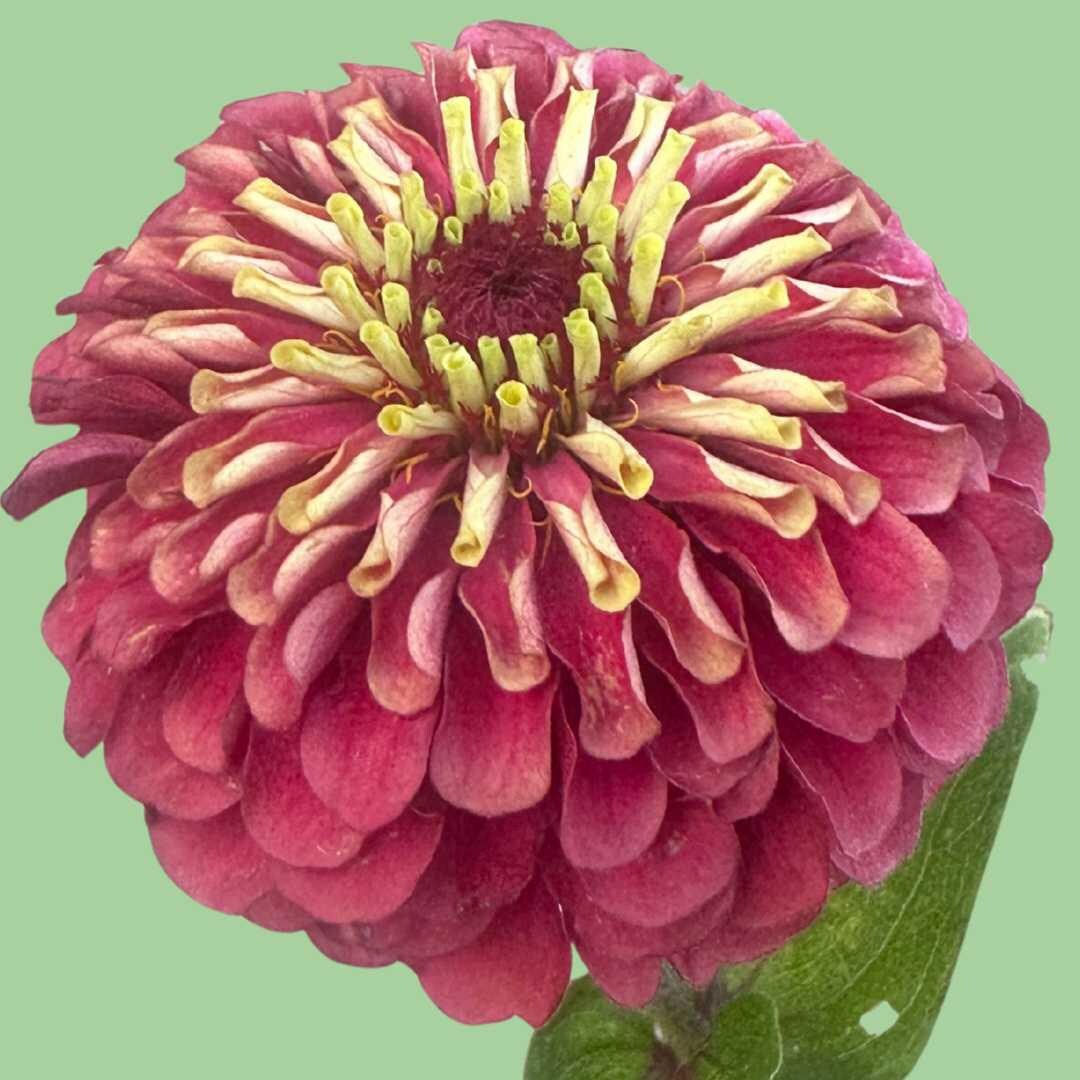 Zinnia Queen Lime Red Seeds - Etsy