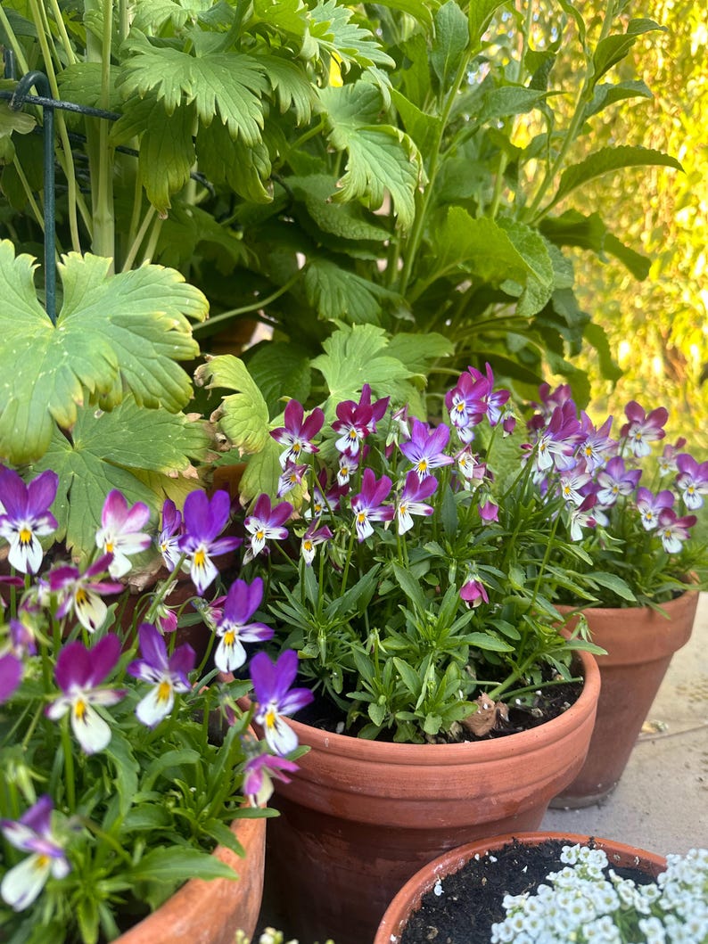 Viola 'bunny Ear' Seeds - Etsy