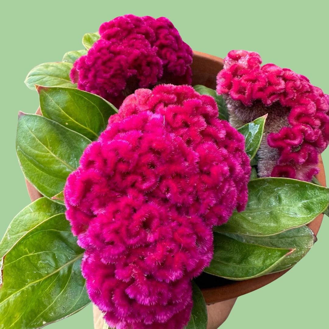 Cockscomb Celosia Brainiac Think 'pink' Seeds - Etsy