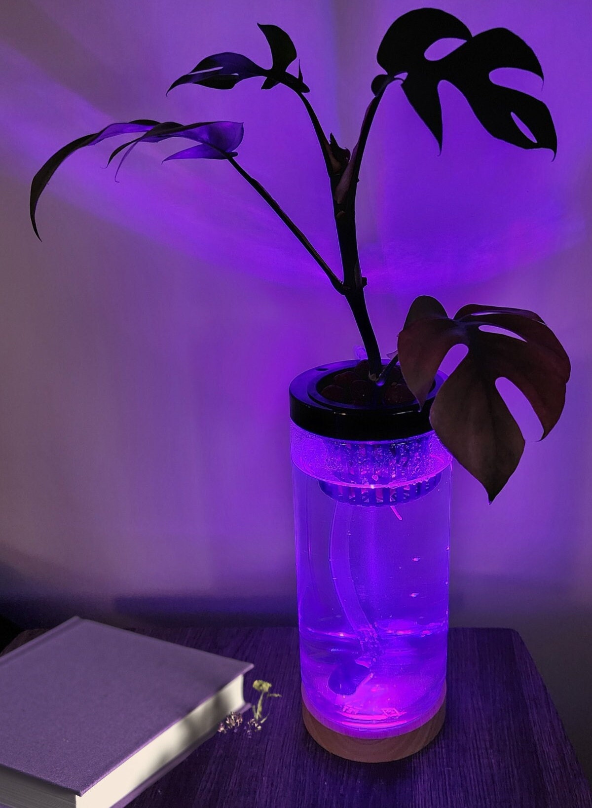 Small Plant Hydroponic Kit With LED Base Beginner's Decorative ...