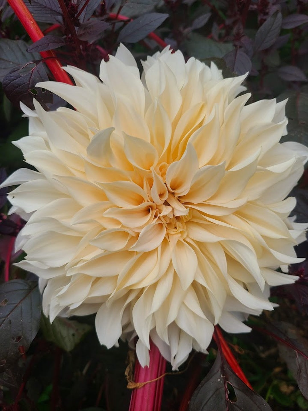 Cafe Au Lait Dahlia. Single Dahlia Tuber. Dinner Plate Dahlia. - Etsy