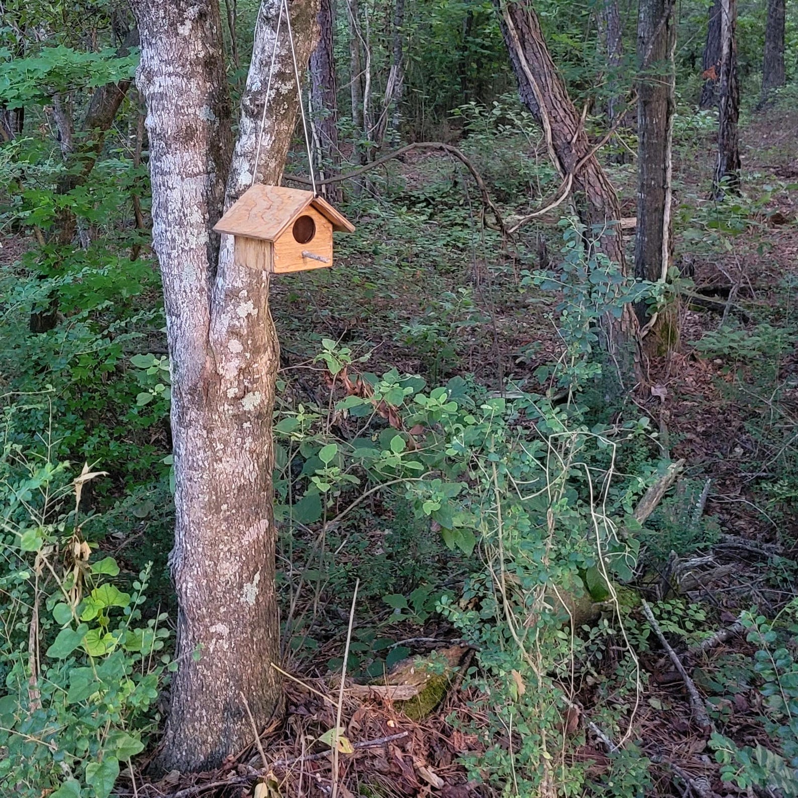 DIY Birdhouse Building Plan: Easy, Lightweight, Waterproof Birdhouse ...
