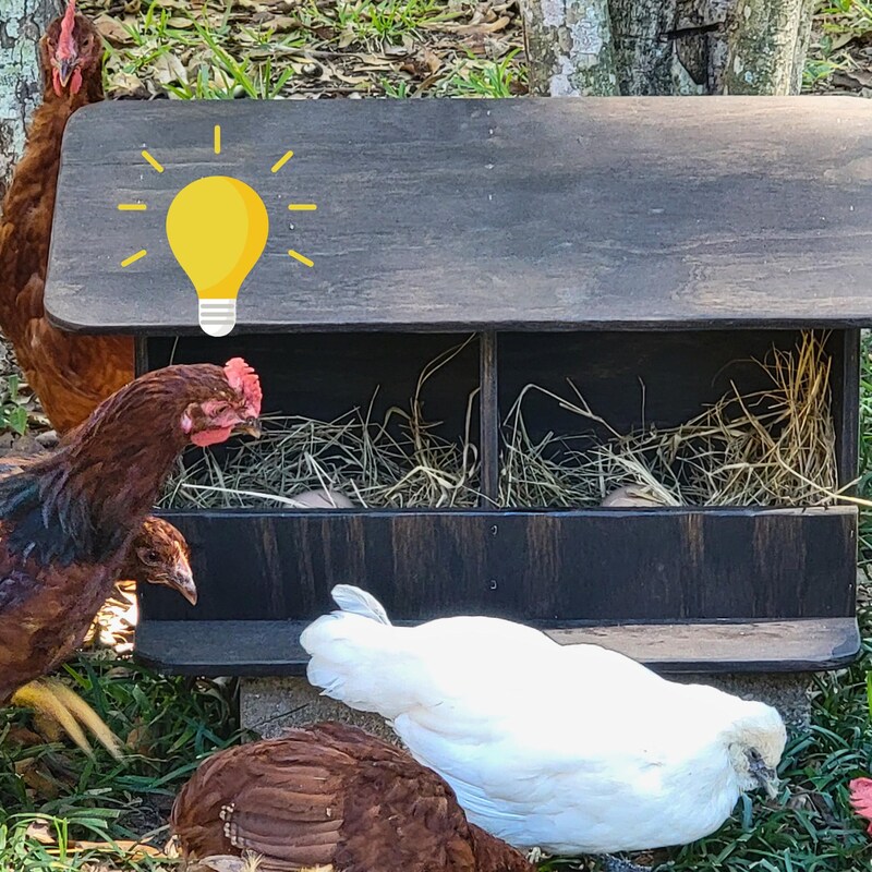 Chicken on a Nest - Etsy
