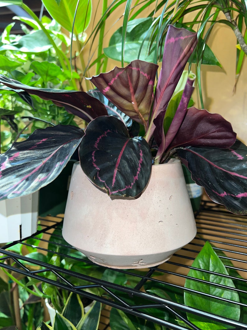 Calathea Dottie Purple and Pink Calathea Plant in 4in Pot Free Shipping ... Calathea Dottie Purple and Pink Calathea Plant in 4in Pot Free Shipping ...
