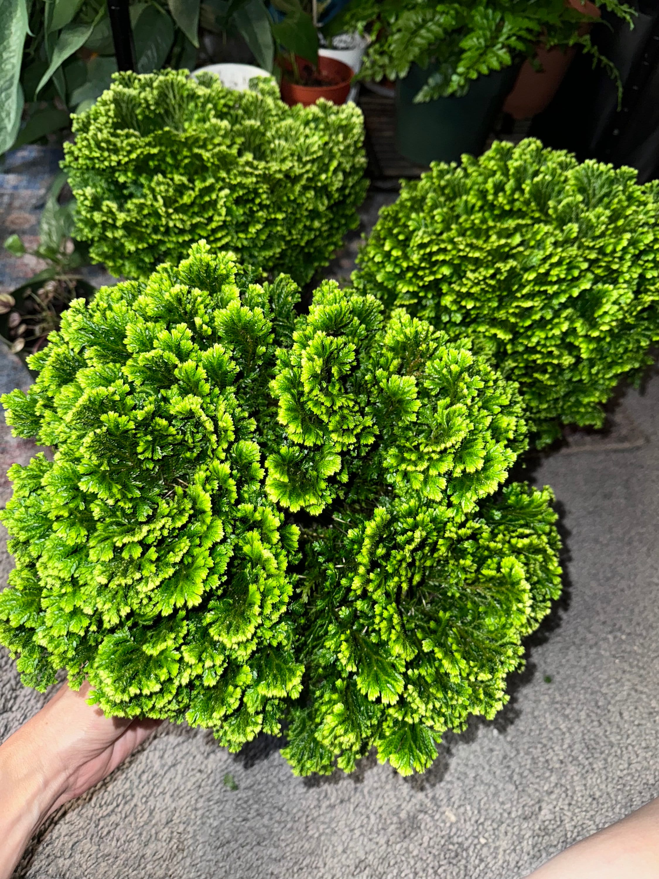 Selaginella Martensii Variegated Fern in 6in Pot - Etsy