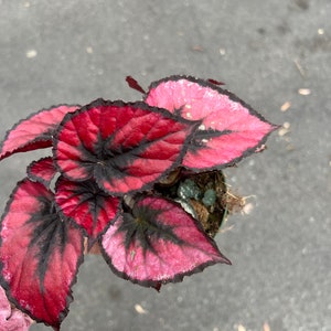 Red Robin Begonia Rex - Etsy