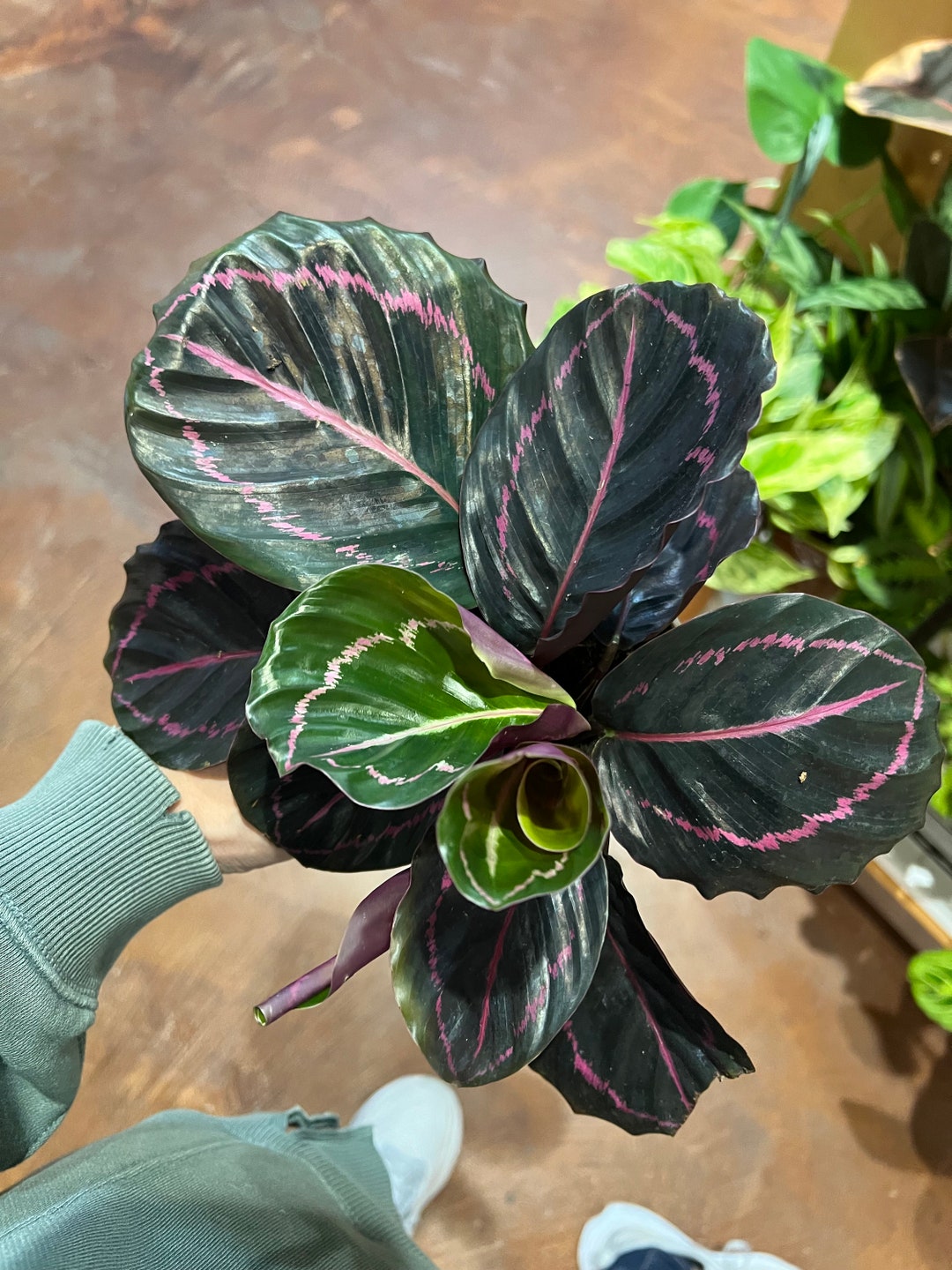 Calathea Dottie Purple and Pink Calathea Plant in 4in Pot Free Shipping ...