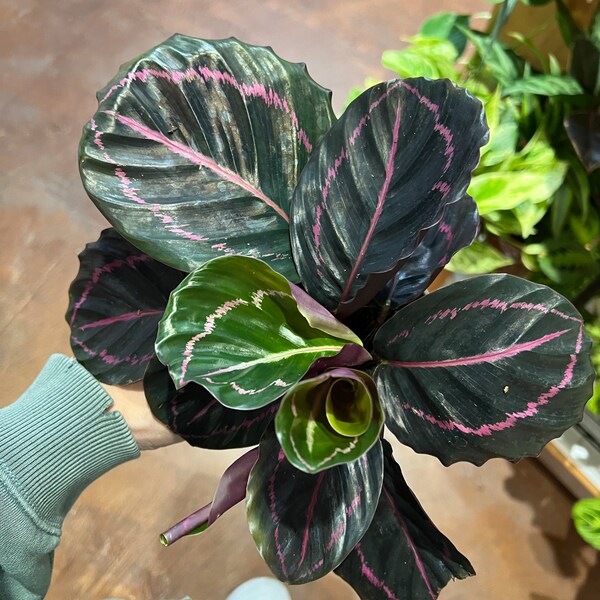 Calathea Purple - Etsy