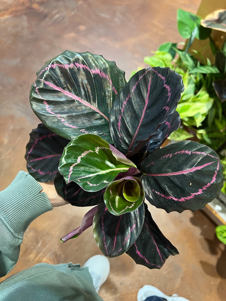 Calathea Dottie Purple and Pink Calathea Plant in 4in Pot Free Shipping ...