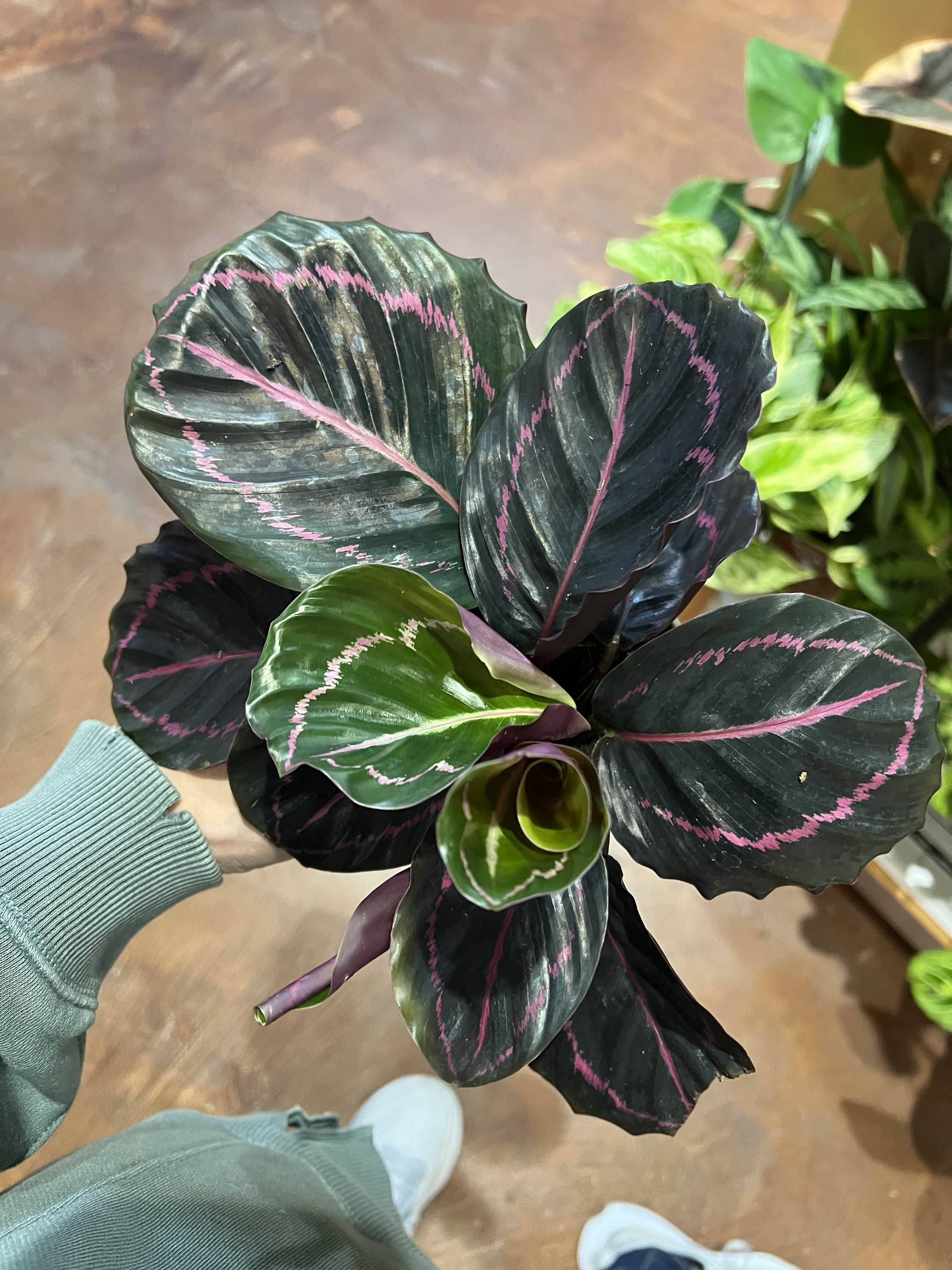 Calathea Dottie Purple and Pink Calathea Plant in 4in Pot Free Shipping ...