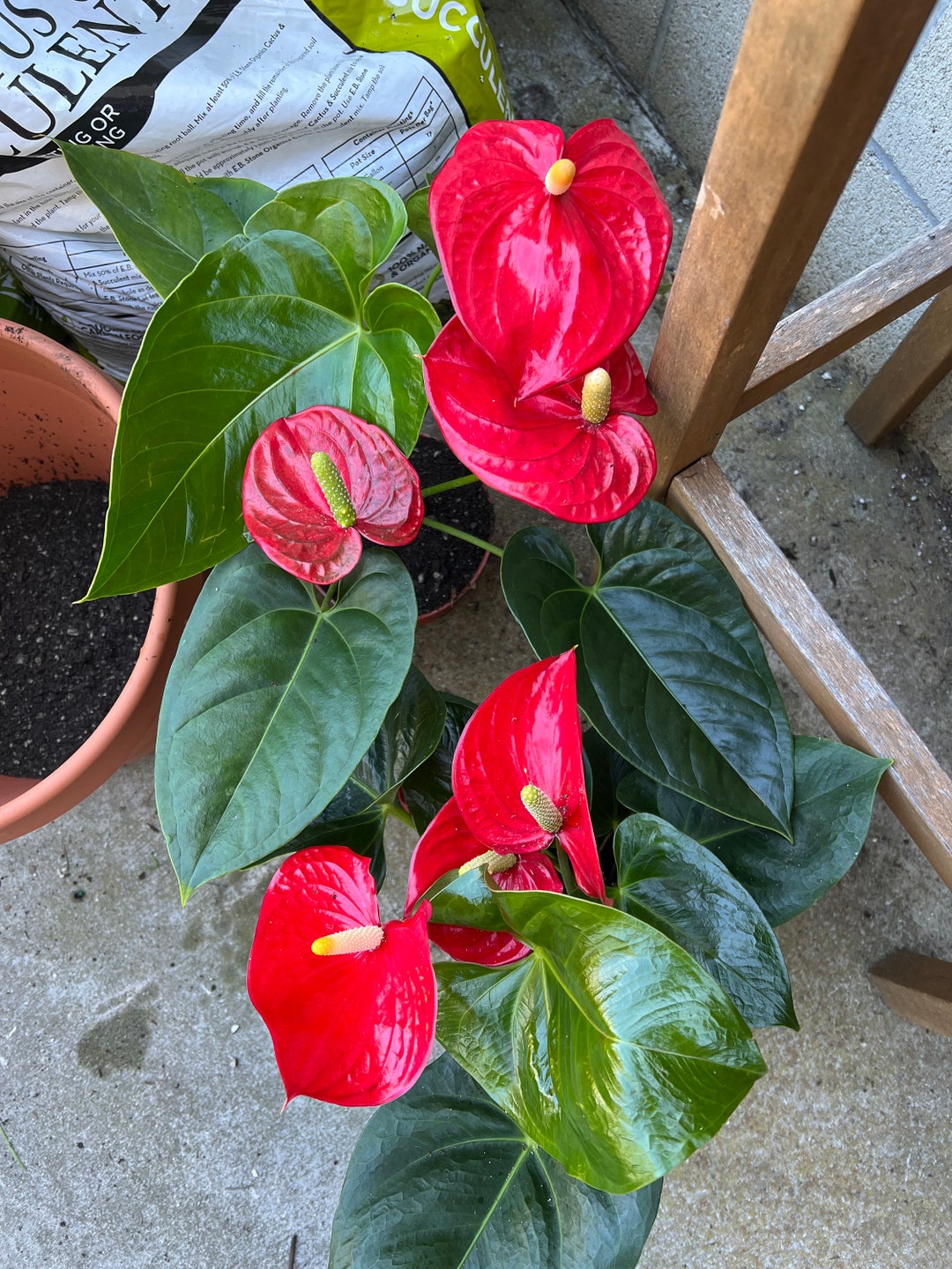 Large Red Anthurium in 6in Pot - Etsy